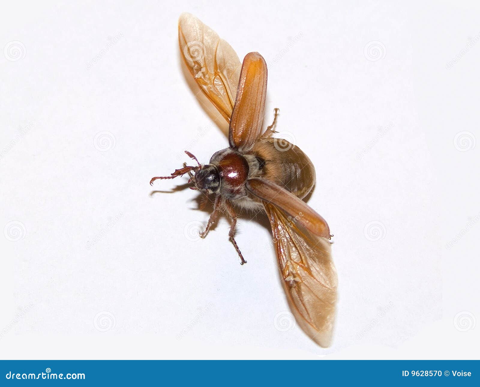 Winged Cockchafer stock photo. Image of insect, animal - 9628570