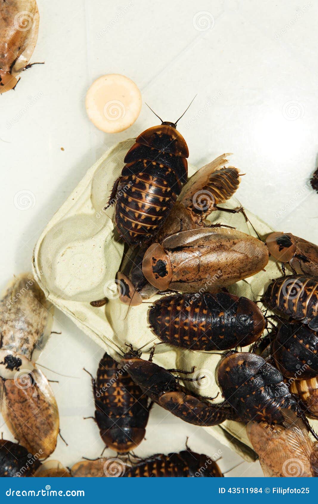 Winged cockroaches stock photo. Image of roach, guatemala - 43511984