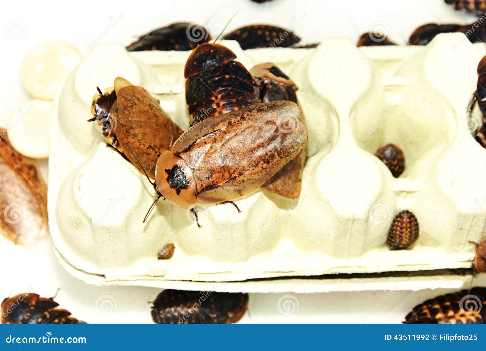 Winged cockroaches stock photo. Image of roach, guatemala - 43511992