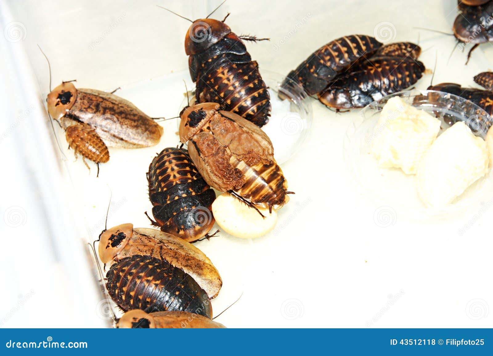 Winged cockroaches stock photo. Image of rainforest, mixture - 43512118