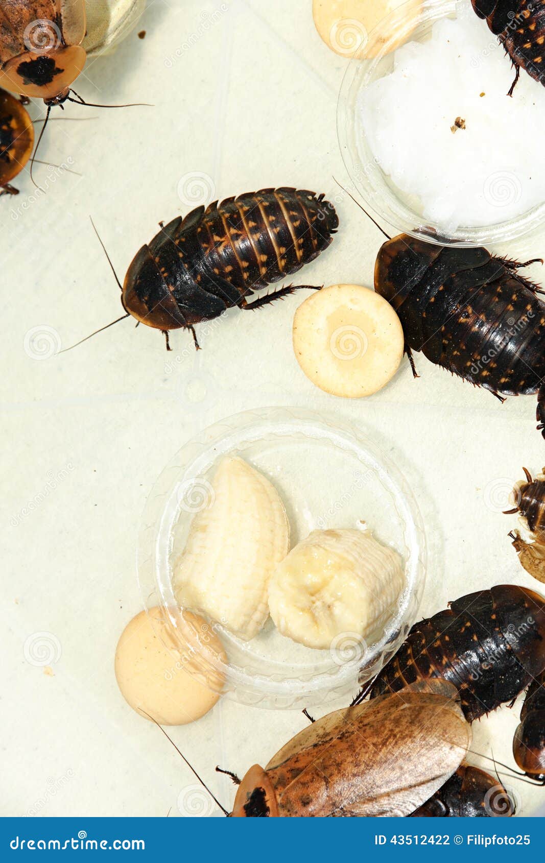 Winged cockroaches stock photo. Image of giant, american - 43512422