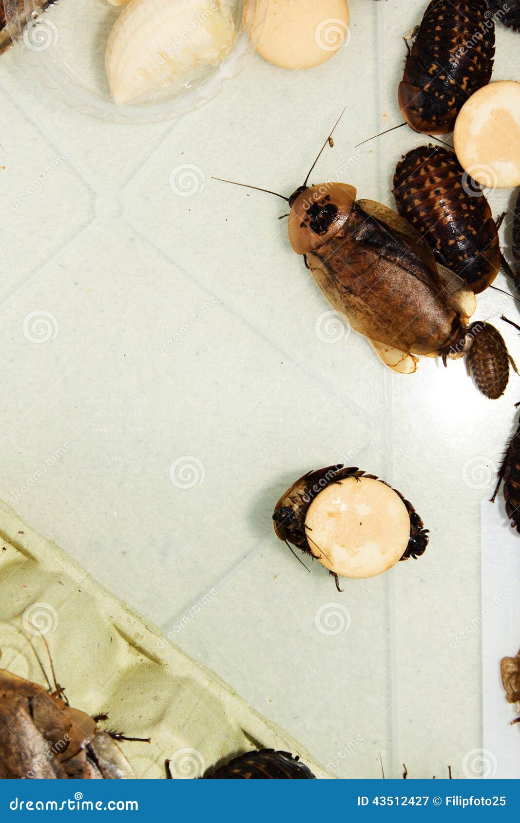 Winged cockroaches stock image. Image of biscuit, guatemala - 43512427