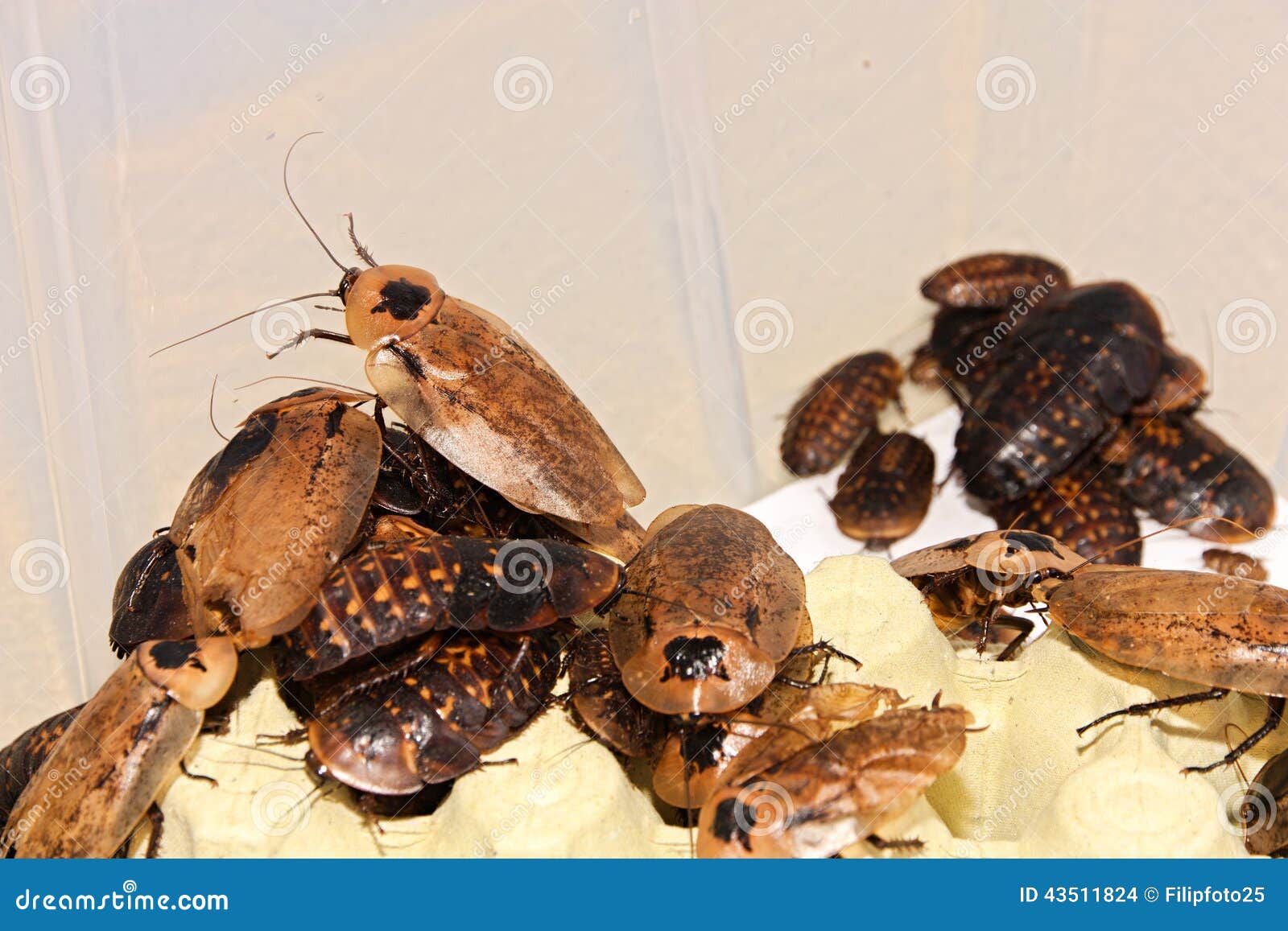 Winged cockroaches stock photo. Image of wing, dictyoptera - 43511824