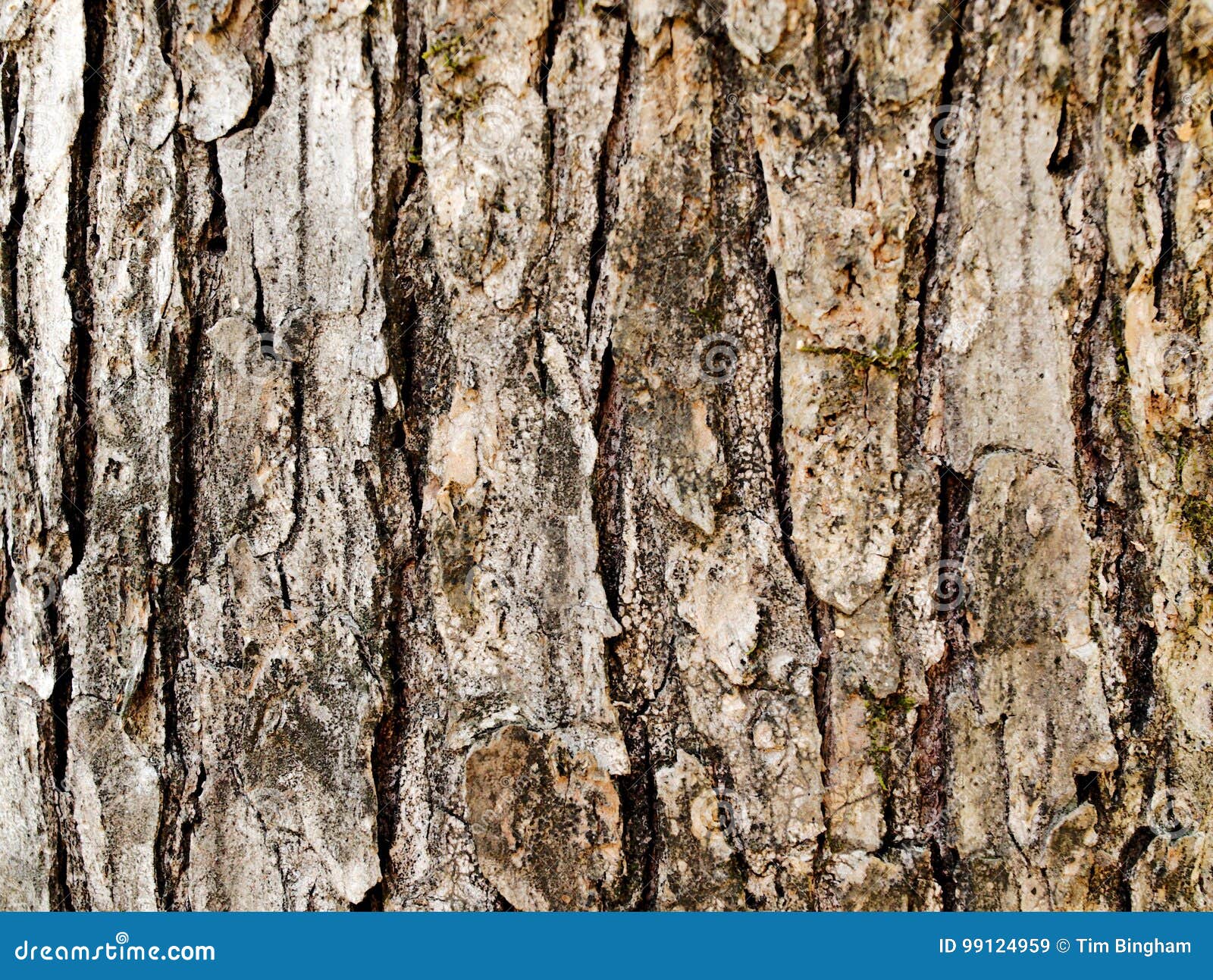 Winged Elm Tree Bark in the Shade Stock Image - Image of shade, layers ...