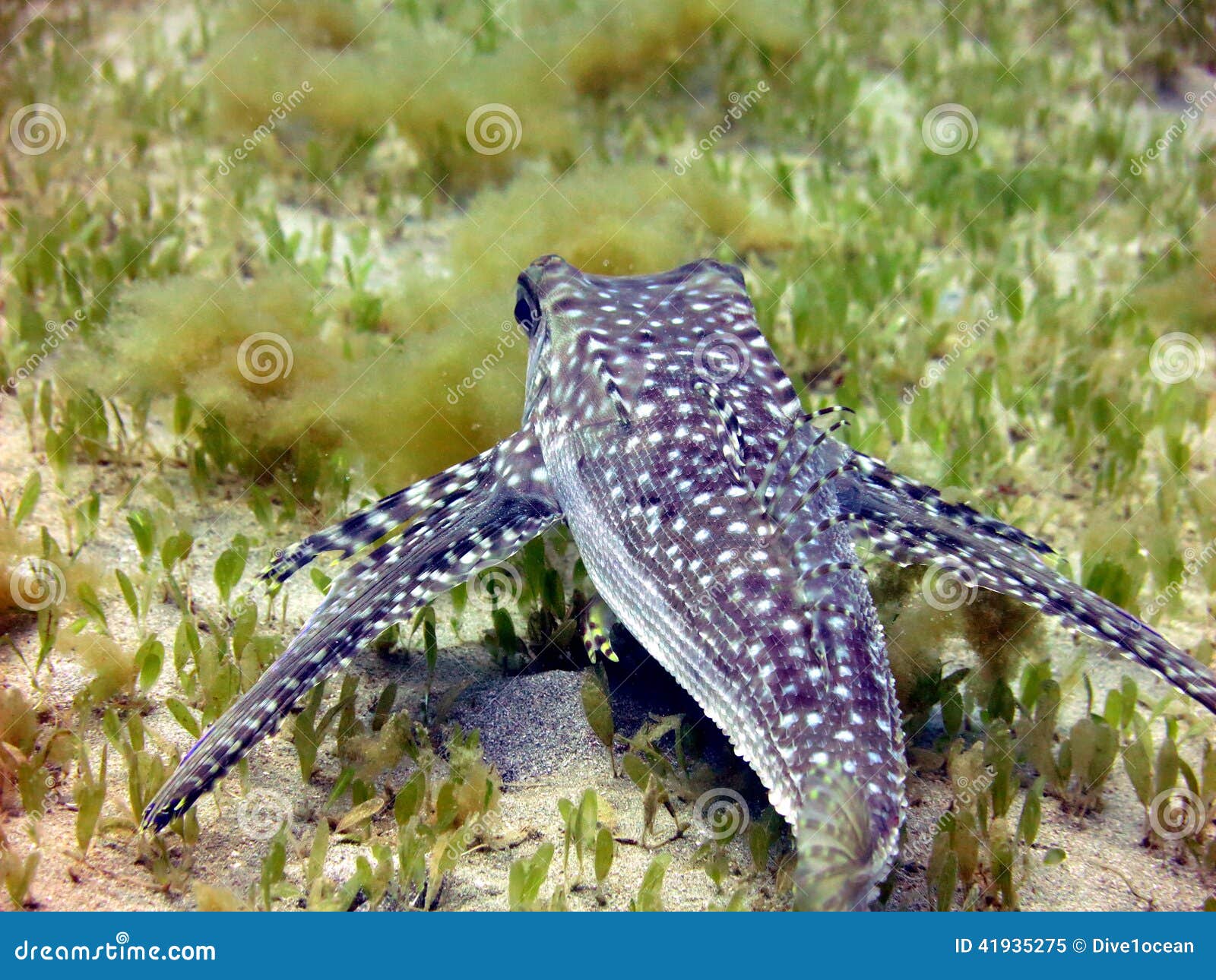Winged Fish stock image. Image of saltwater, wings, ocean - 41935275