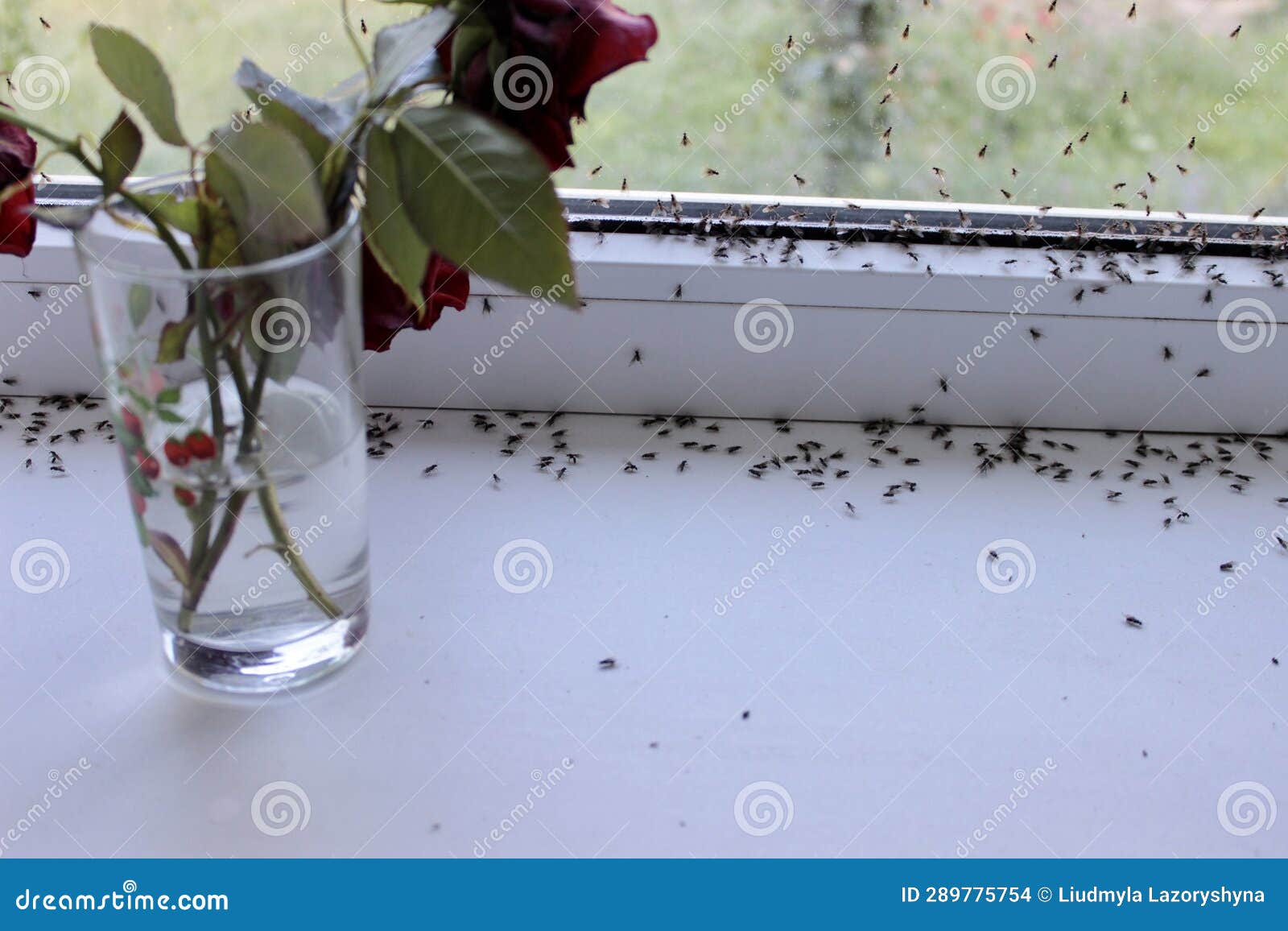 Winged Flies of House Insects on the White Windowsill Crawled Out in ...