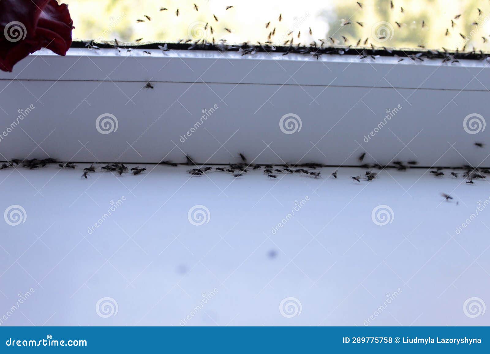 Winged Flies of House Insects on the White Windowsill Crawled Out in ...