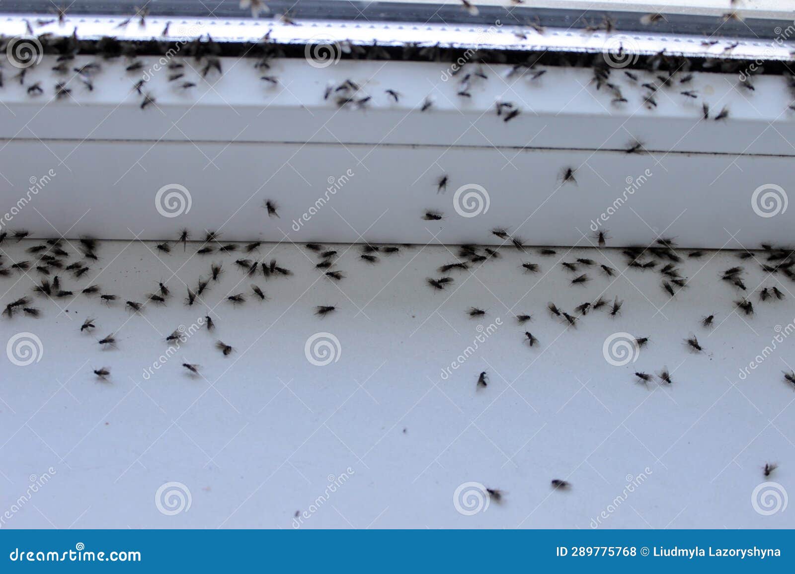 Winged Flies of House Insects on the White Windowsill Crawled Out in ...
