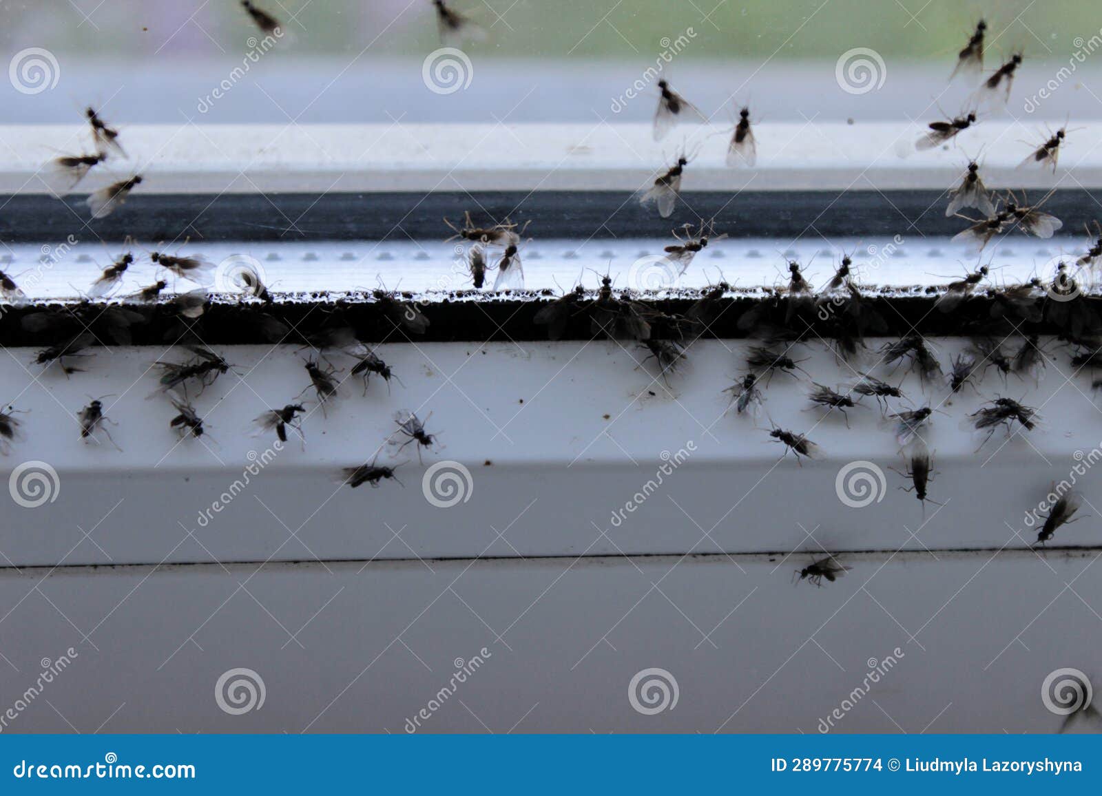 Winged Flies of House Insects on the White Windowsill Crawled Out in ...