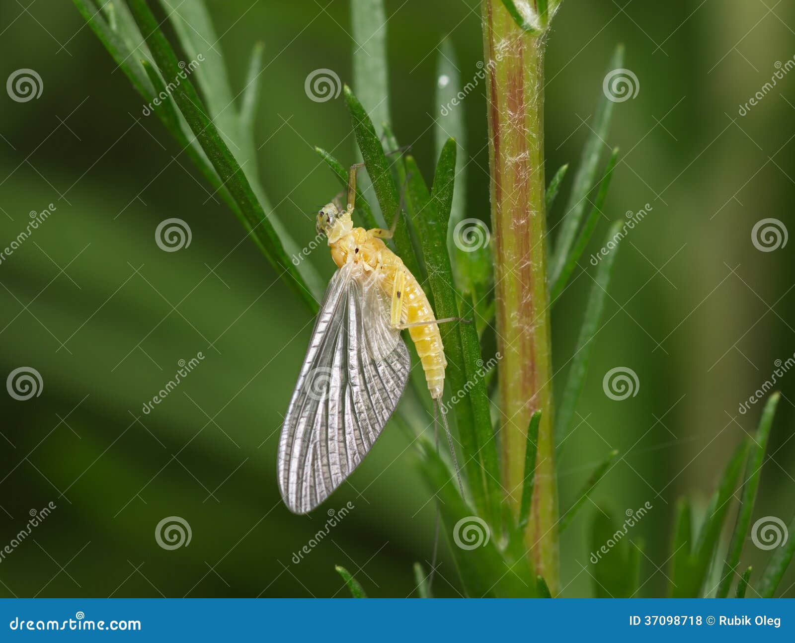 Winged Insect on a Green Grass Stock Photo - Image of plant, animal ...