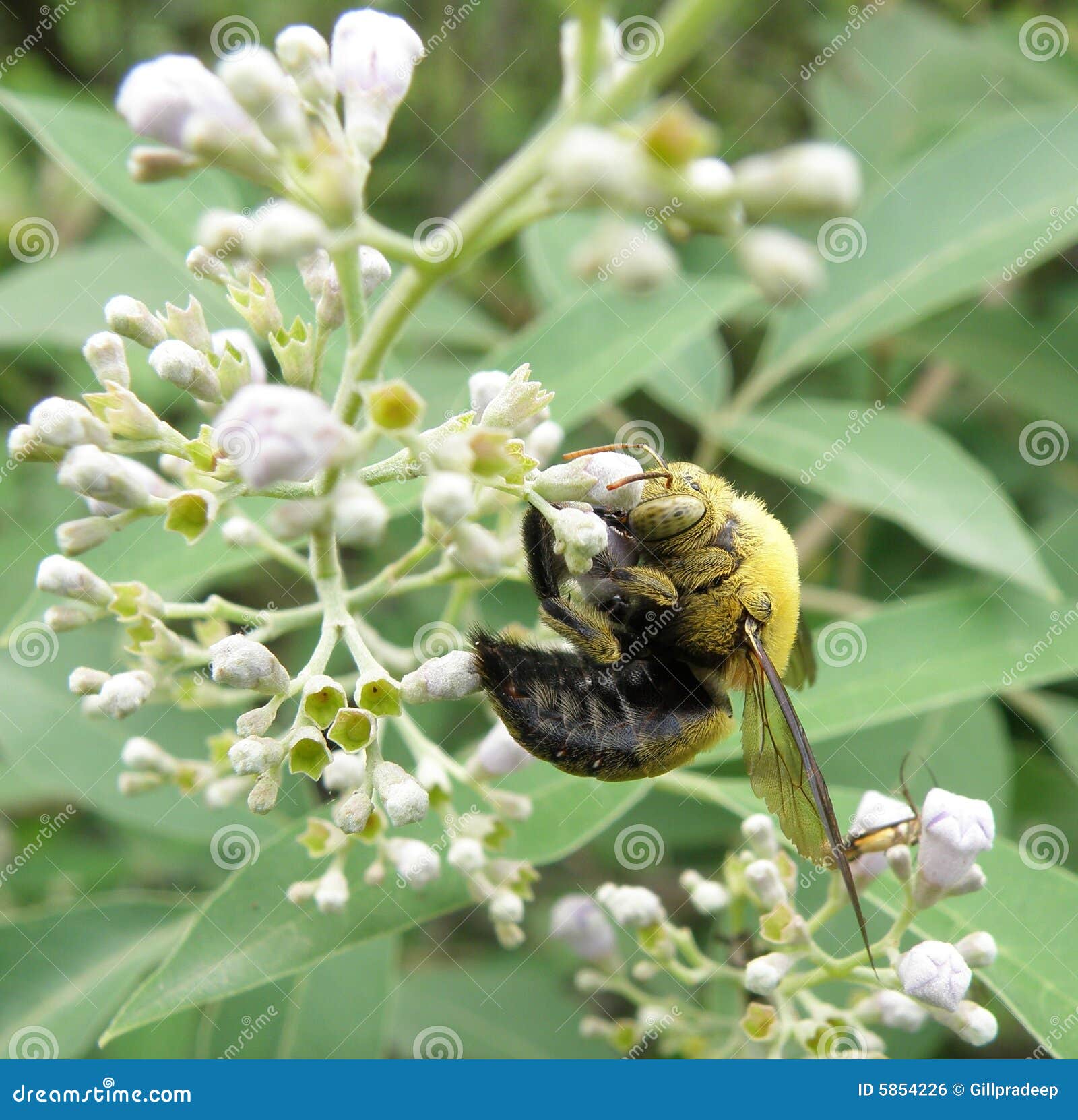 Winged Insect. Insect With Long Wings. Sit On Hand Royalty-Free Stock ...