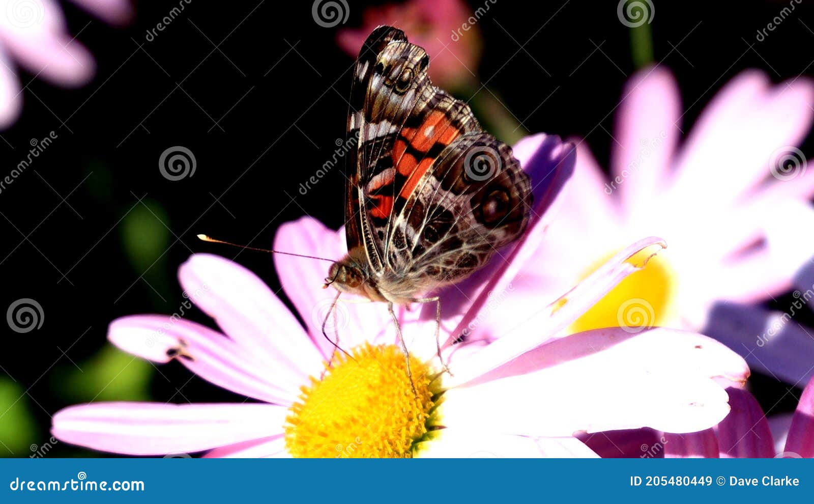 Winged Insect. Insect With Long Wings. Sit On Hand Royalty-Free Stock ...