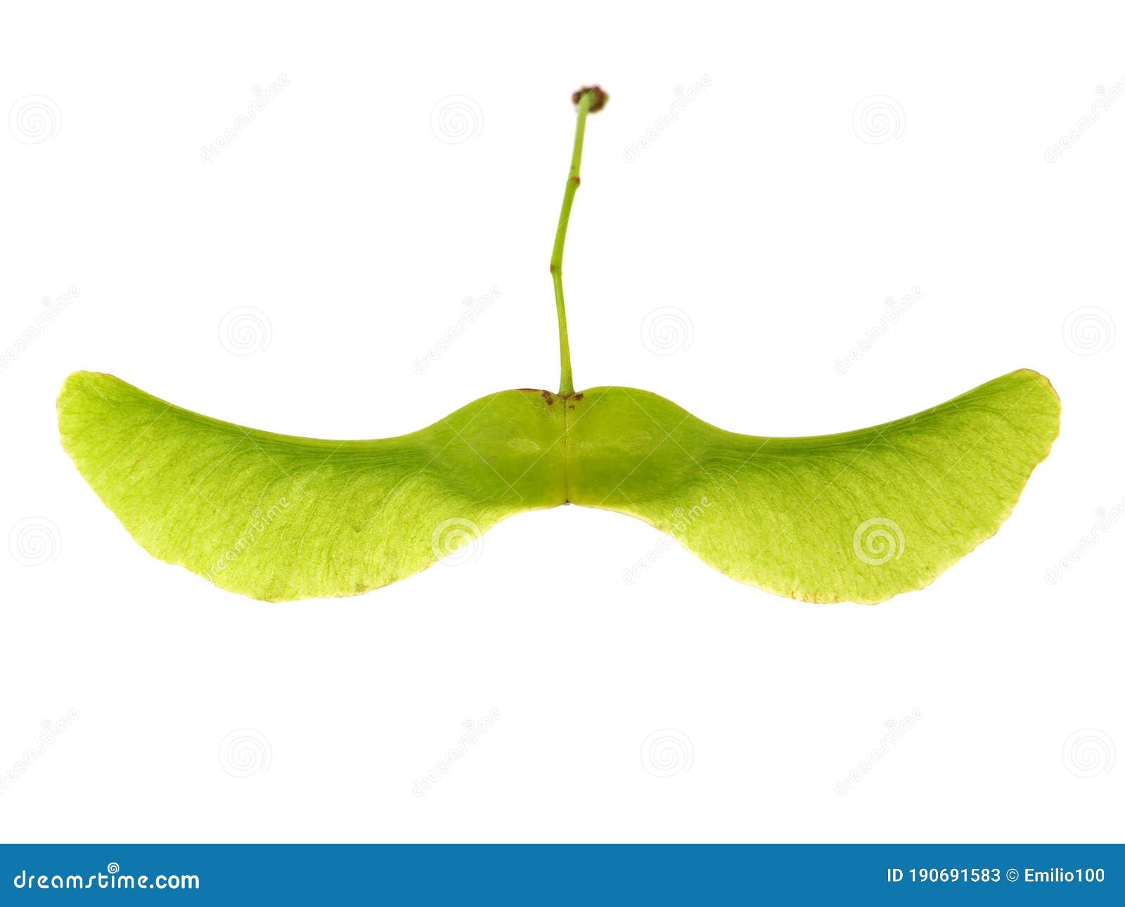 Winged Maple Seed Isolated on White Stock Image - Image of backgeoundn ...