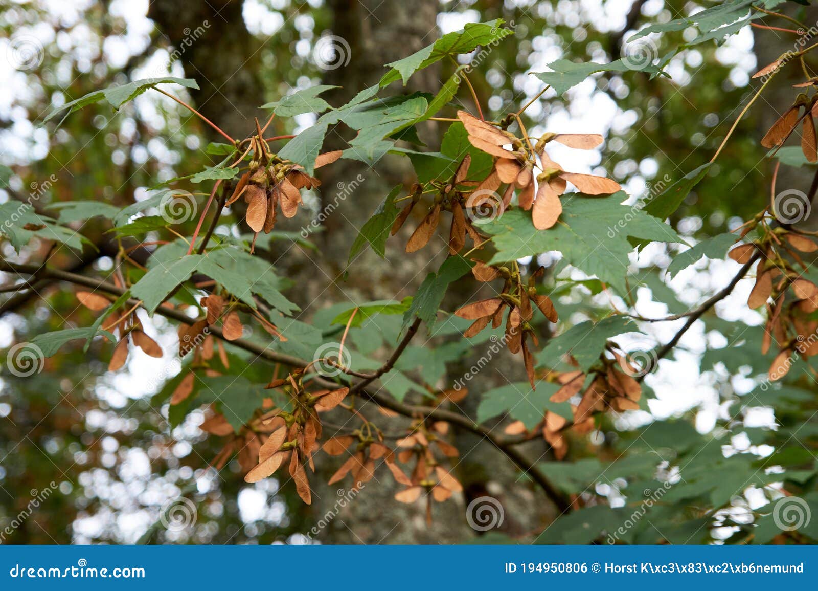 Winged Maple Seeds Acer Pseudoplatanus Left View Stock Photo - Image of ...