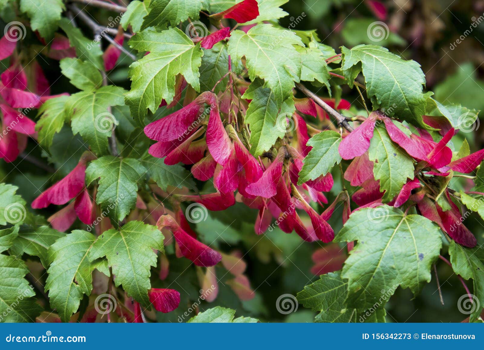 Winged Maple Seeds Resemble Flock of Red Butterflies Stock Image ...