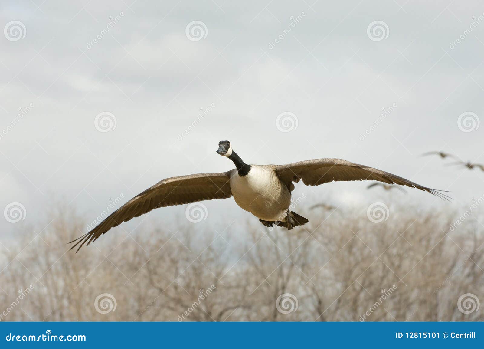 Winged Migration stock image. Image of water, wing, landing - 12815101