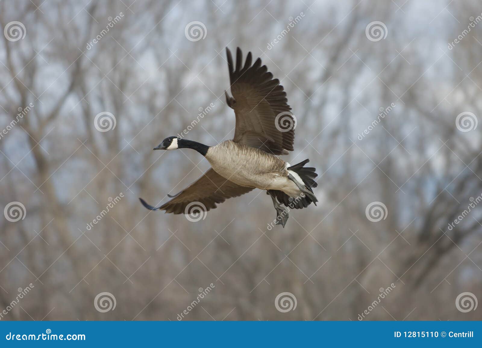 1,324 Winged Migration Photos - Free & Royalty-Free Stock Photos from ...
