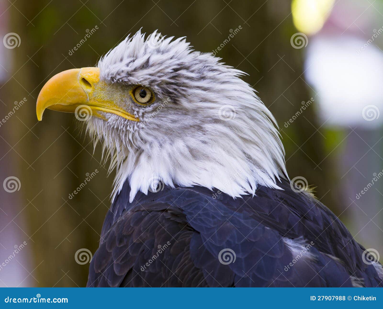 Winged predator stock photo. Image of nature, wildlife - 27907988