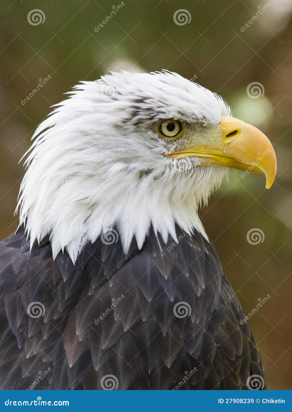 Winged predator stock image. Image of view, carnivore - 27908239
