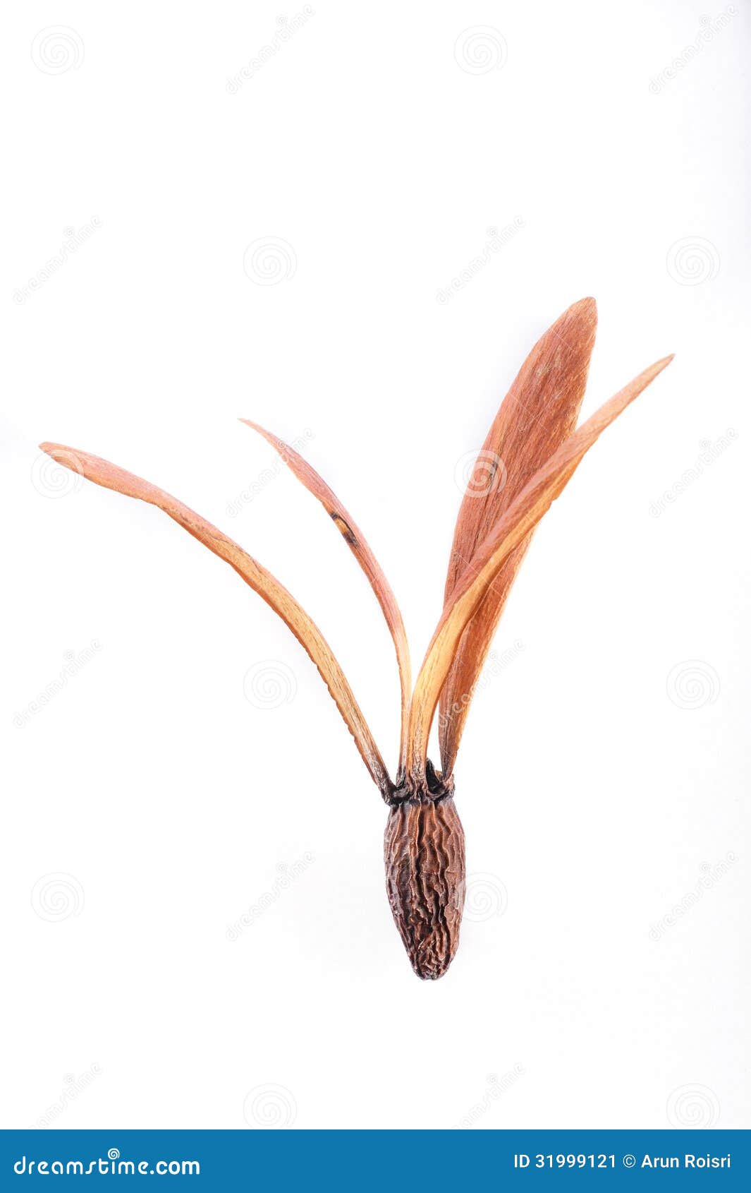 The winged seed stock image. Image of botany, natural - 31999121