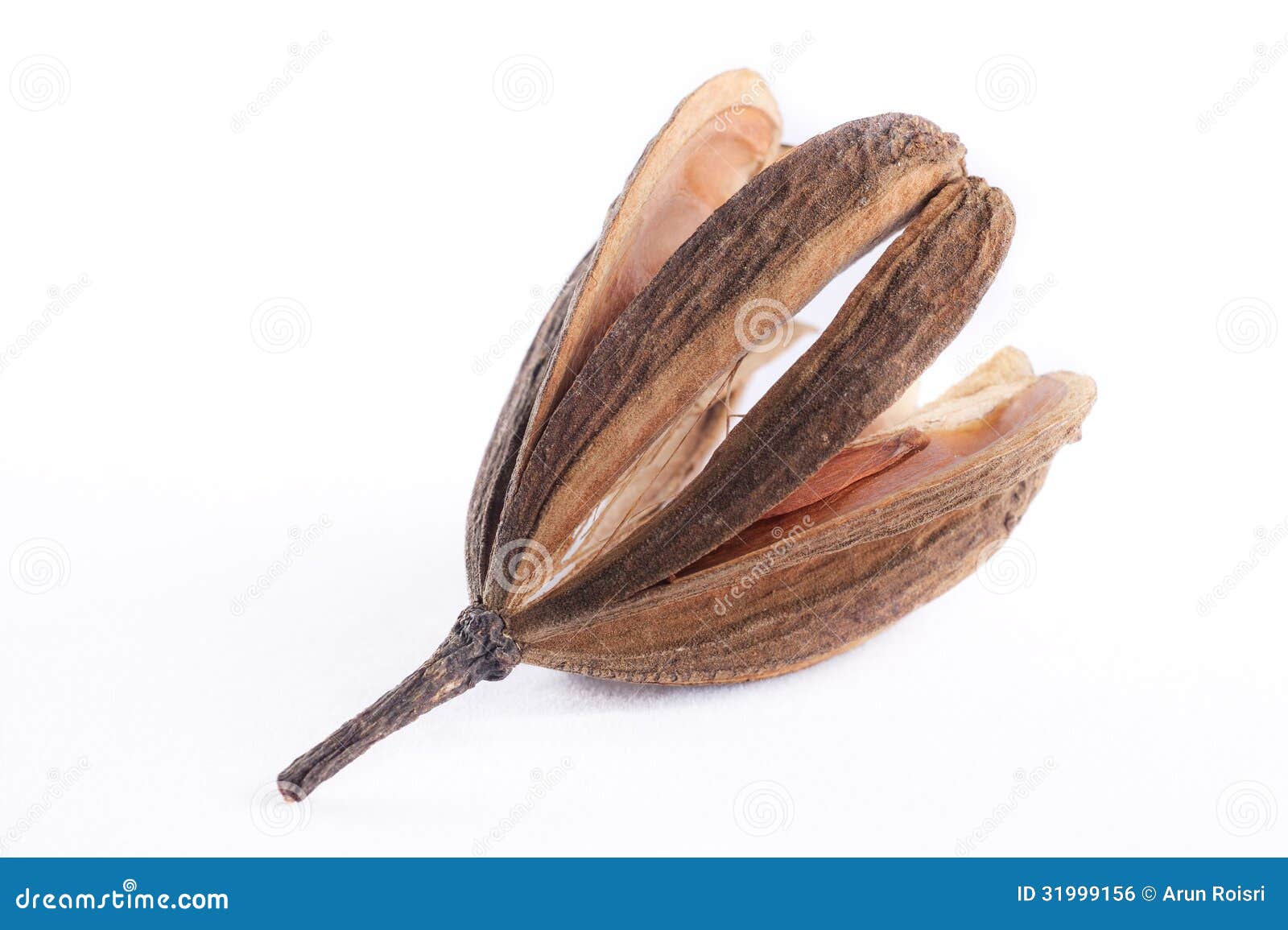 The winged seed stock photo. Image of isolated, alatus - 31999156