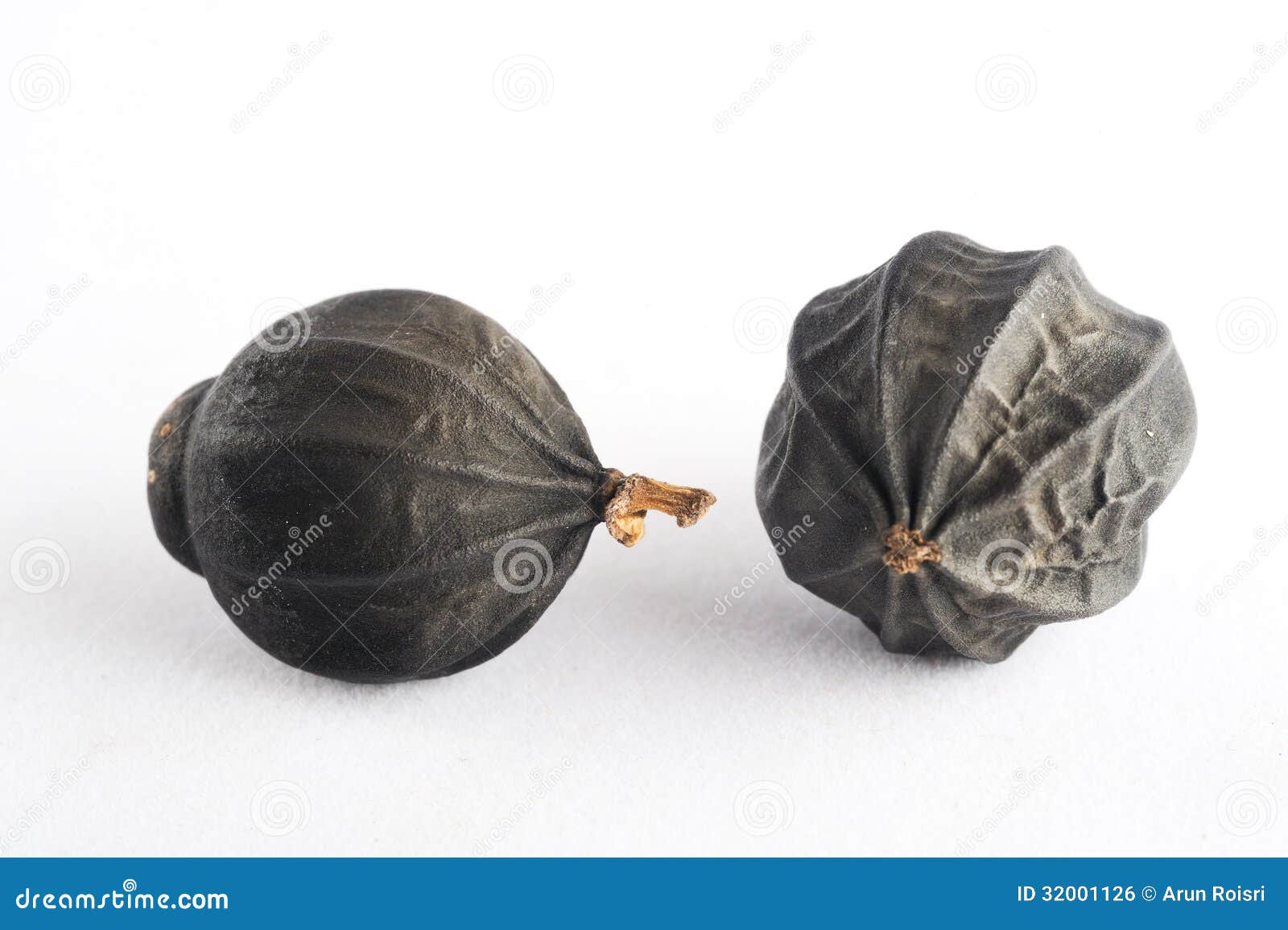 The winged seed stock photo. Image of design, alatus - 32001126