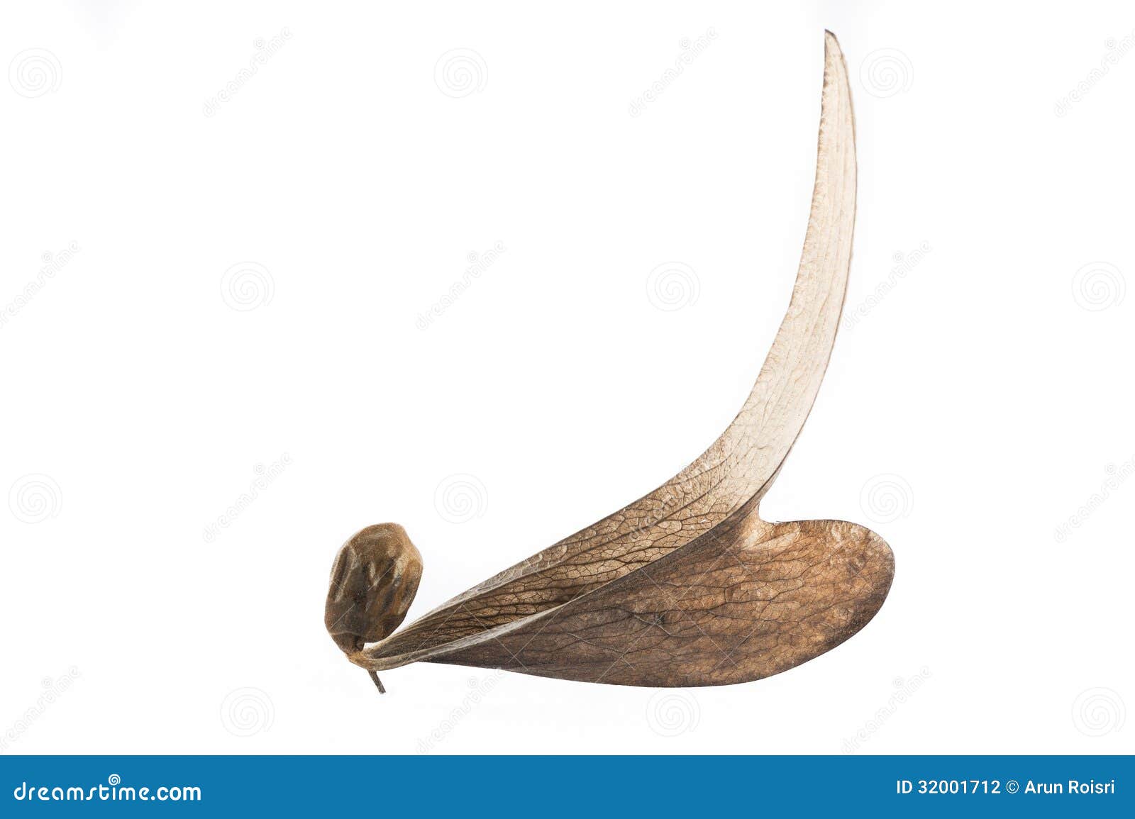 The winged seed stock photo. Image of decorative, ornamental - 32001712