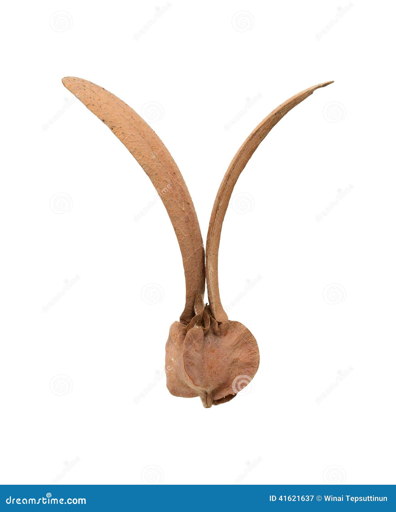 Winged seed stock image. Image of wings, brown, nature - 41621637