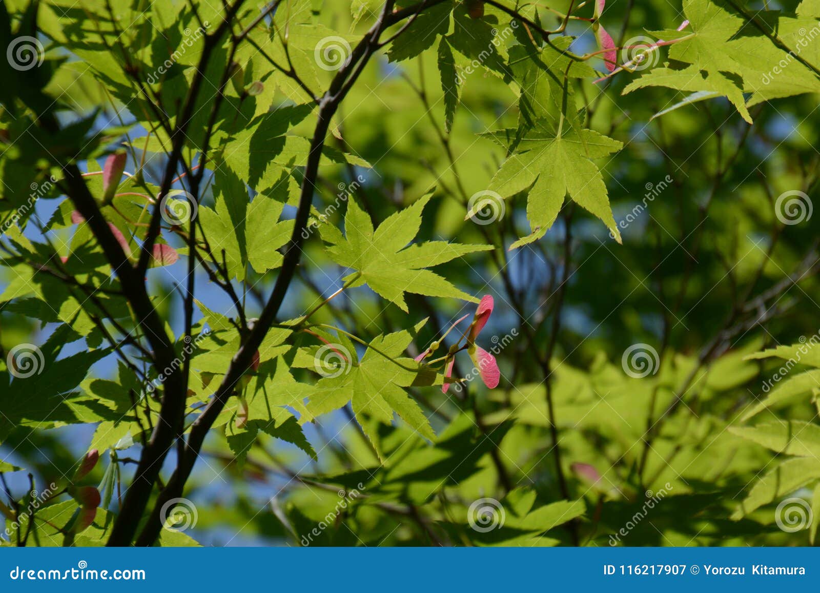 Samara of Acer palmatum stock image. Image of japanese - 116217907