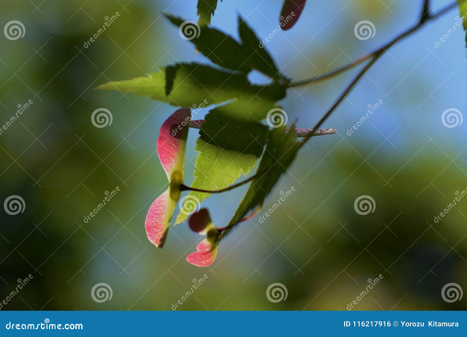 Samara of Acer palmatum stock photo. Image of samaras - 116217916