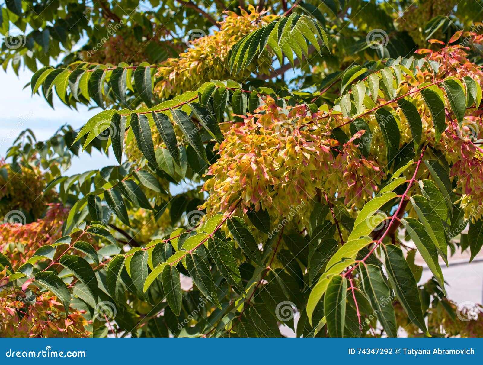Winged Seeds Aylantus Weigh on the Branches of a Tree Stock Photo ...