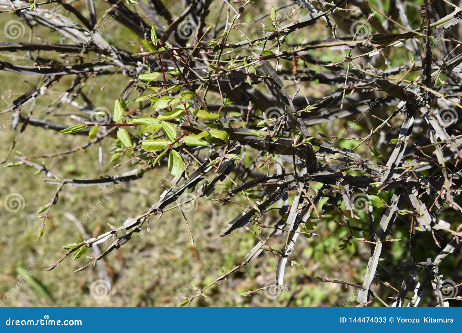 Winged spindle tree stock image. Image of gardening - 144474033