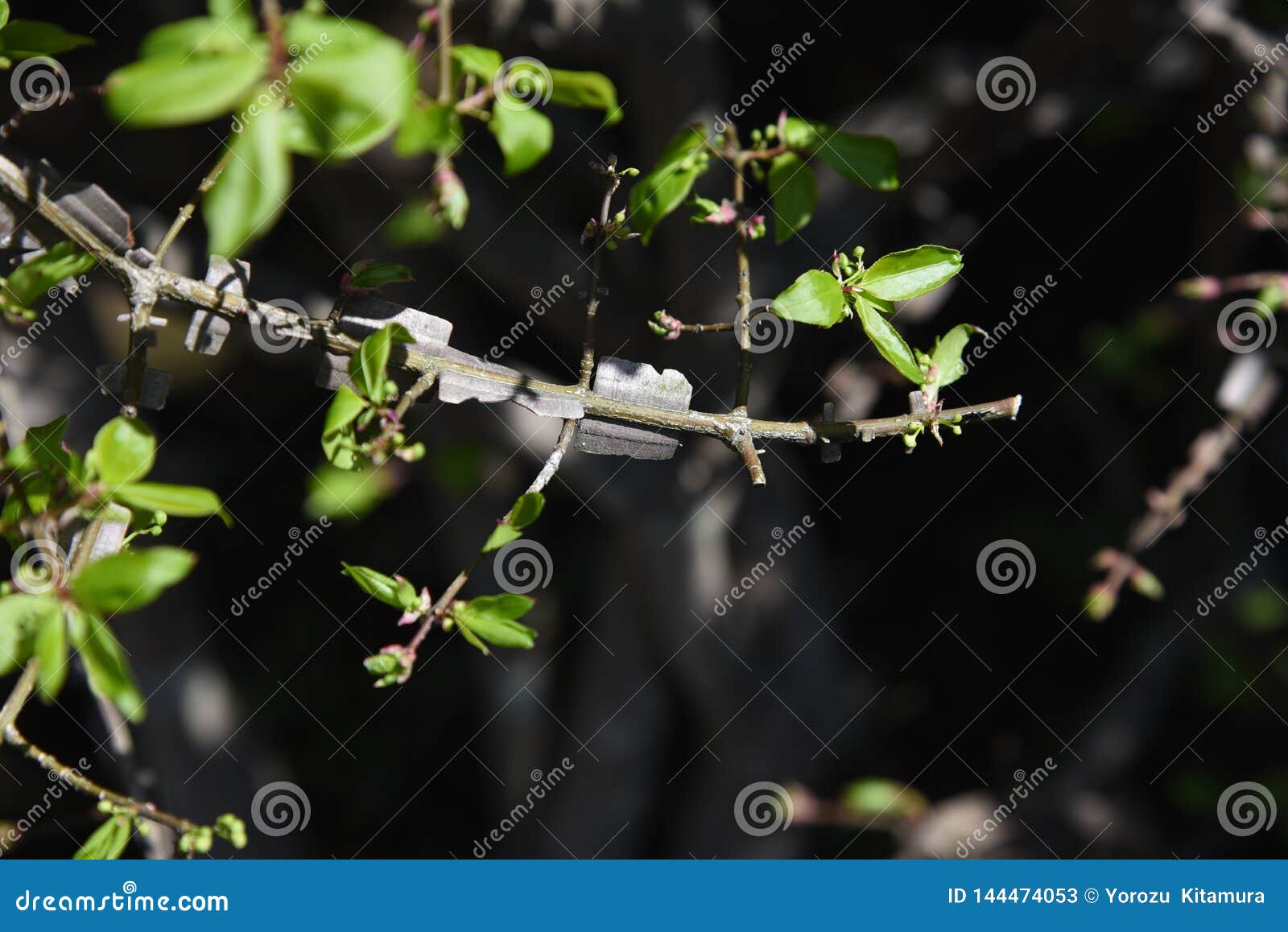Winged Spindle Tree Royalty-Free Stock Photography | CartoonDealer.com ...