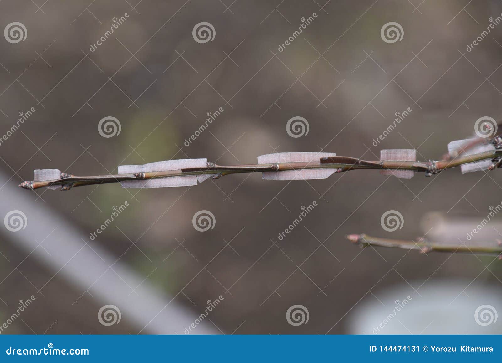 Winged spindle tree stock image. Image of euonymus, japan - 144474131