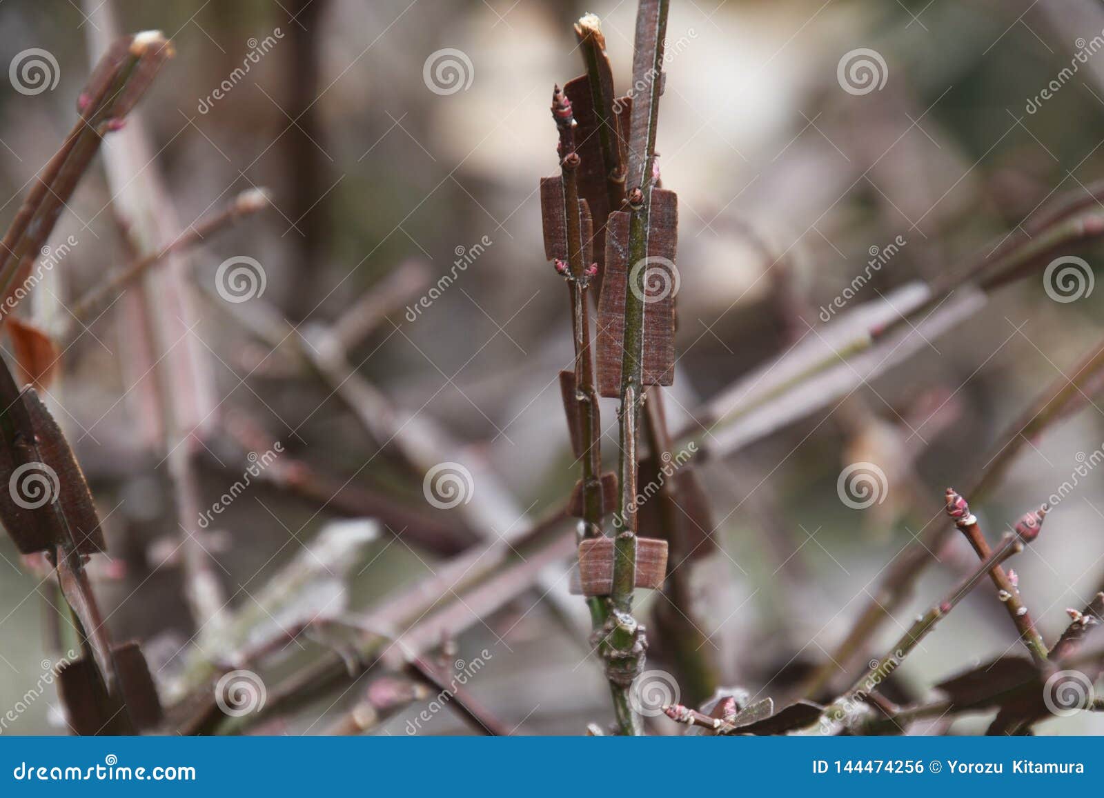 Winged Spindle Tree Royalty-Free Stock Photography | CartoonDealer.com ...