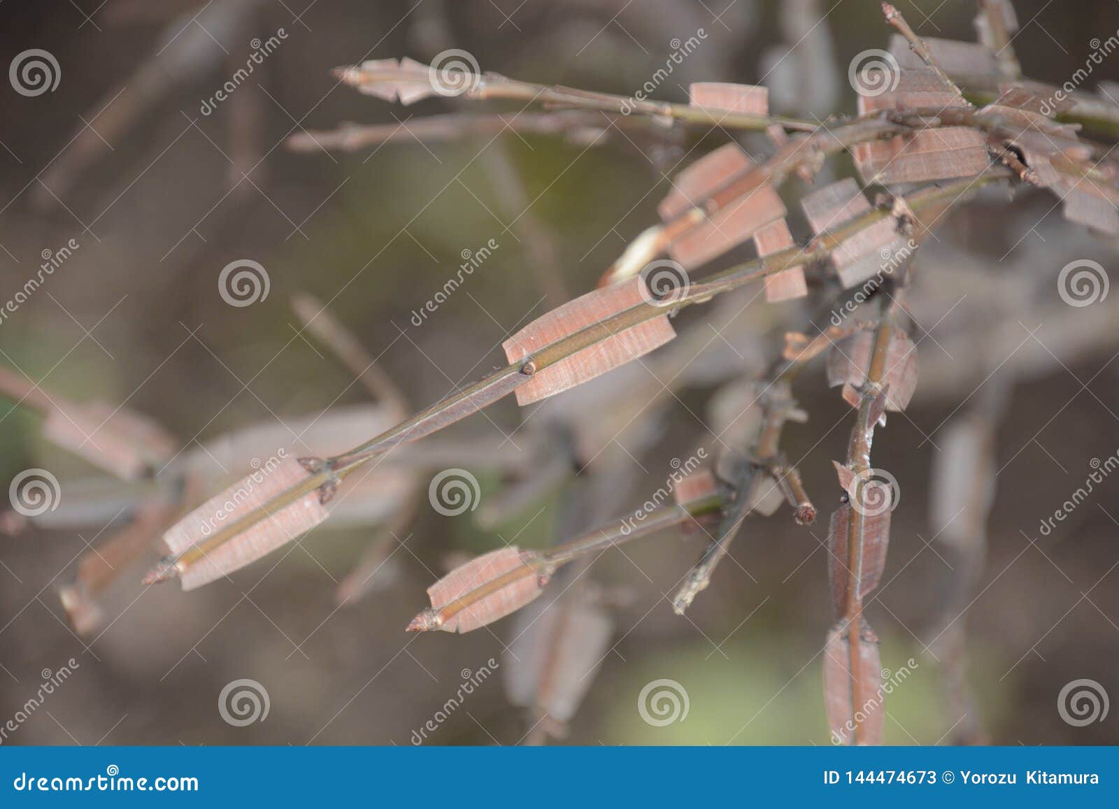 Winged spindle tree stock image. Image of pattern, branch - 144474673