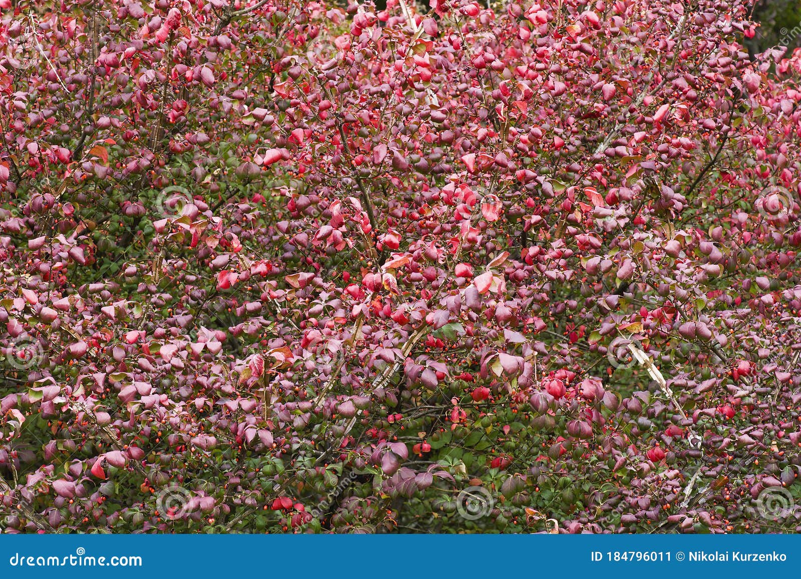 Winged Spindle Tree with Fruits Stock Image - Image of alatus, seeds ...