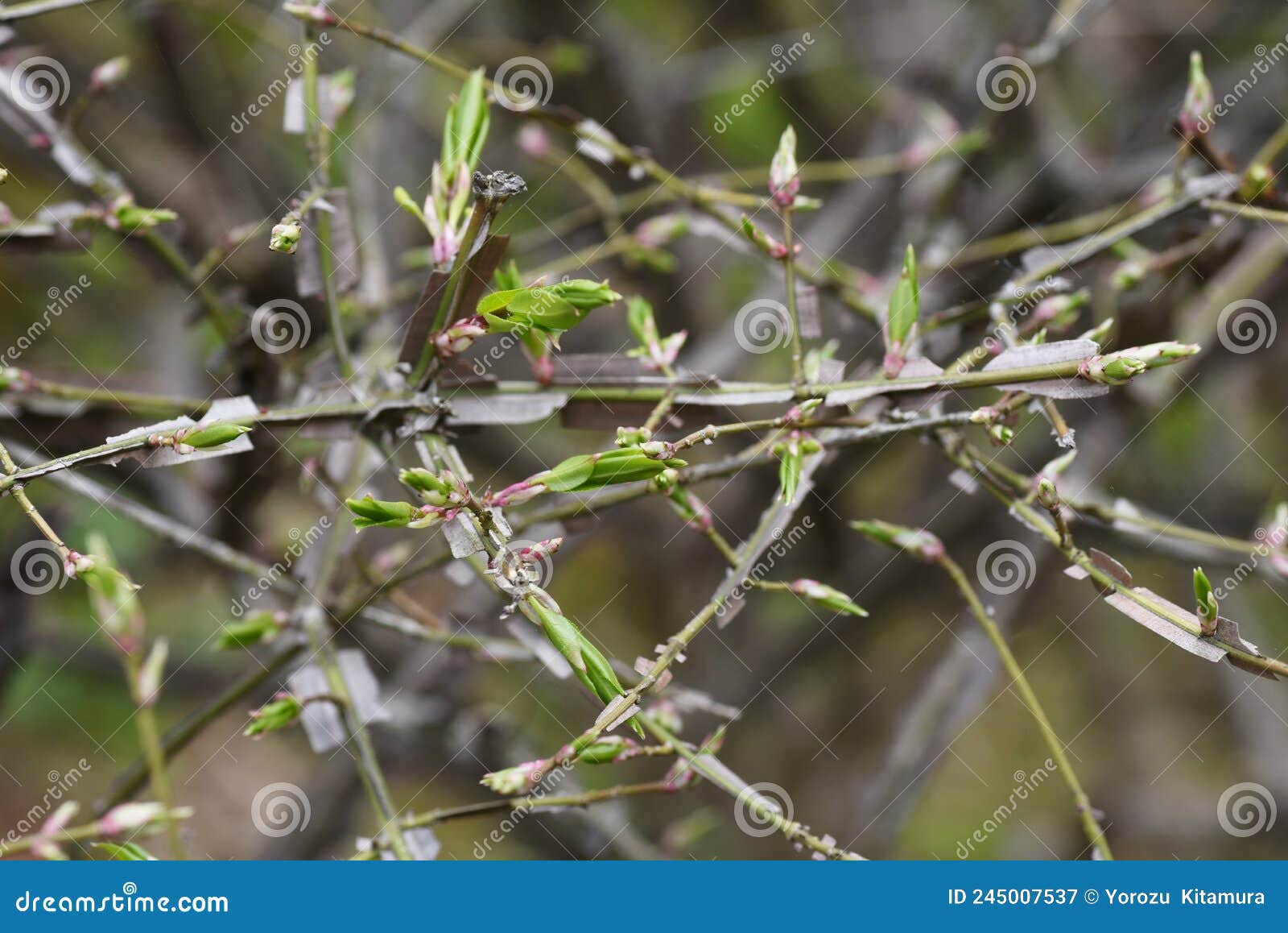 Winged Spindle Tree Sprout. Stock Image - Image of outdoor, green ...