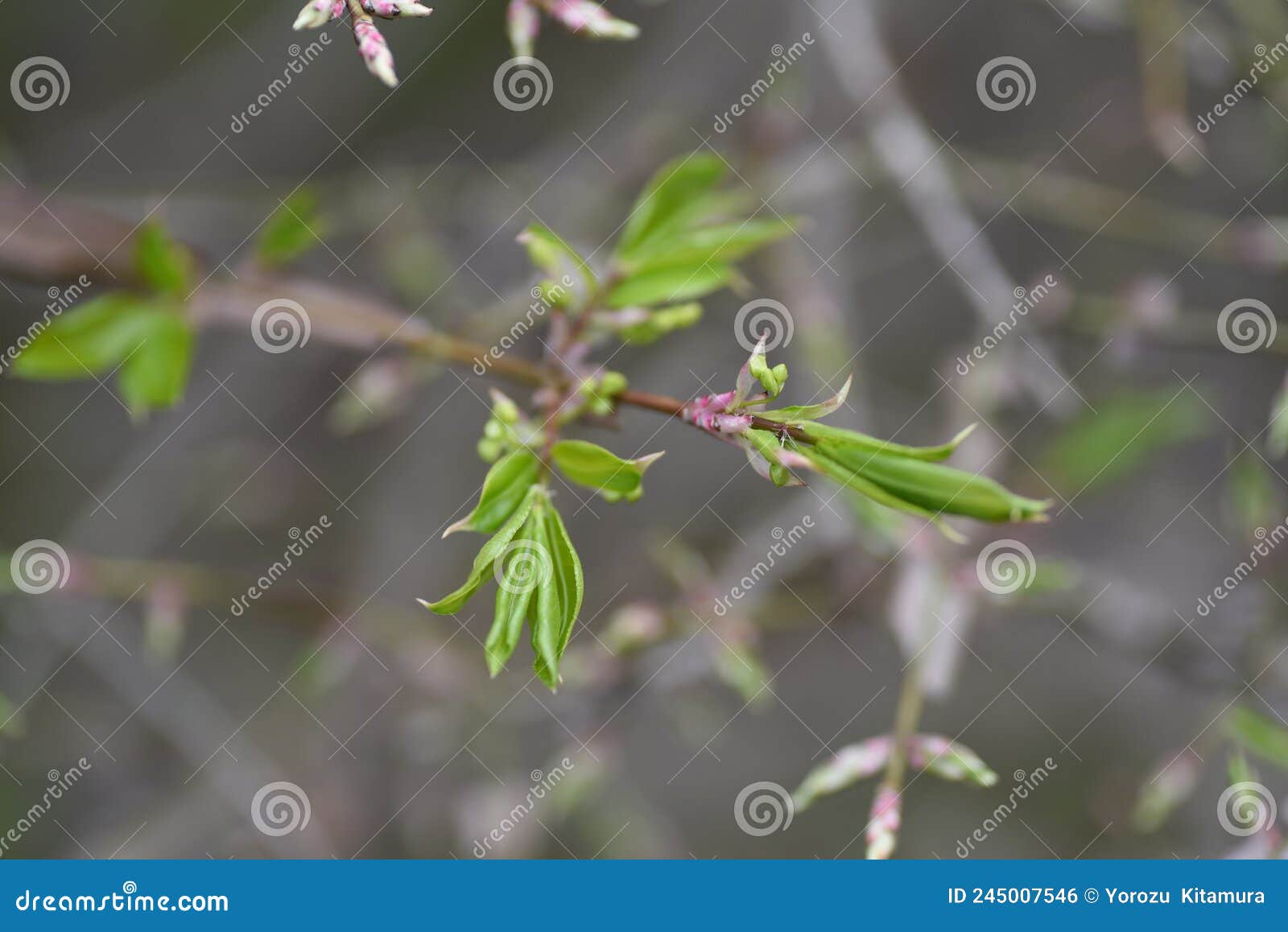 Winged Spindle Tree Sprout. Stock Photo - Image of leaves, branches ...