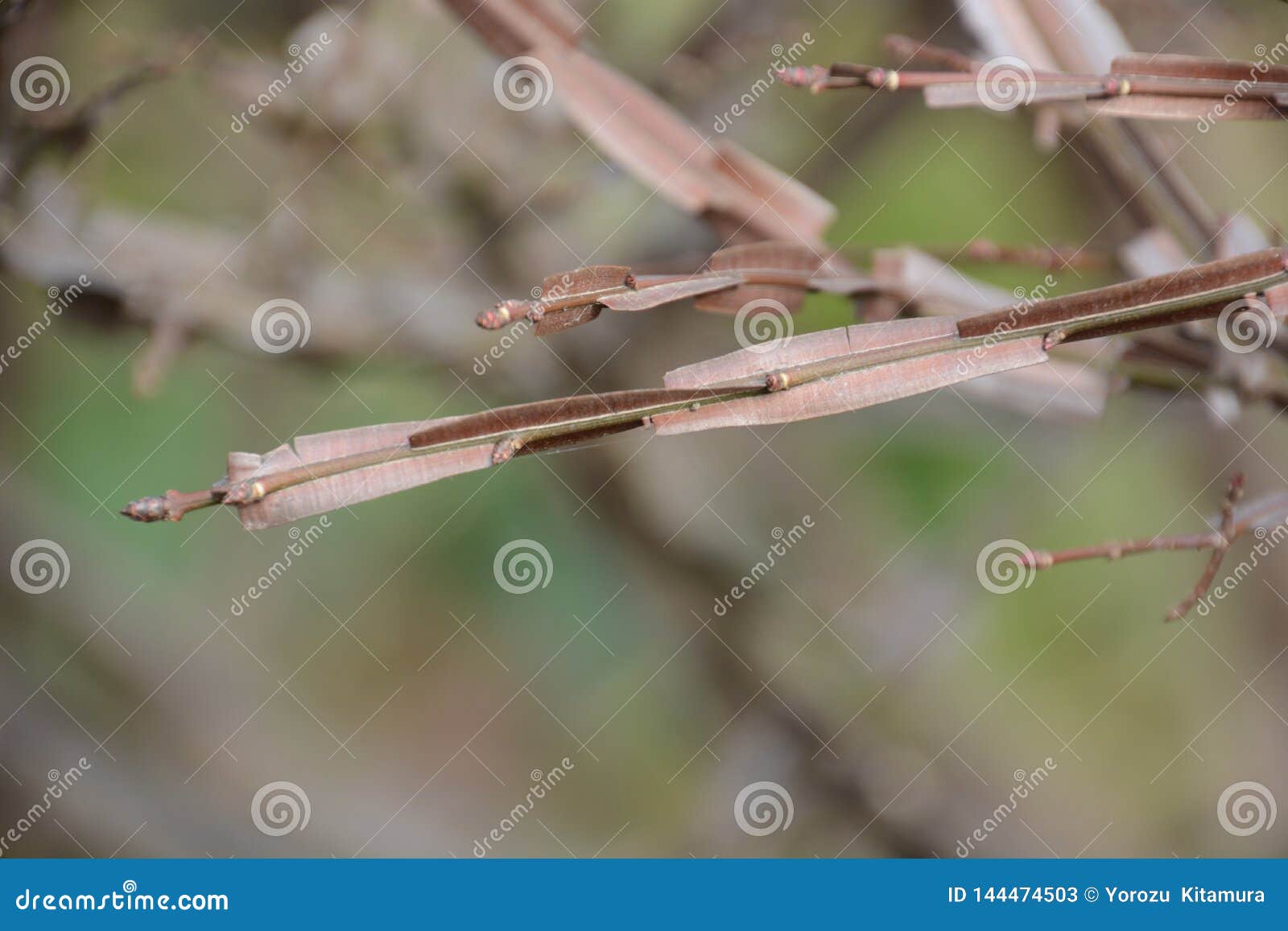 Winged Spindle Tree Royalty-Free Stock Photography | CartoonDealer.com ...