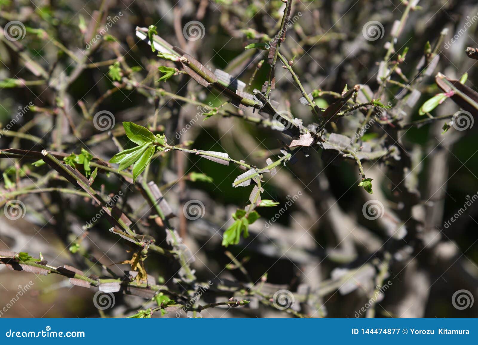 Winged spindle tree stock image. Image of forest, decorative - 144474877