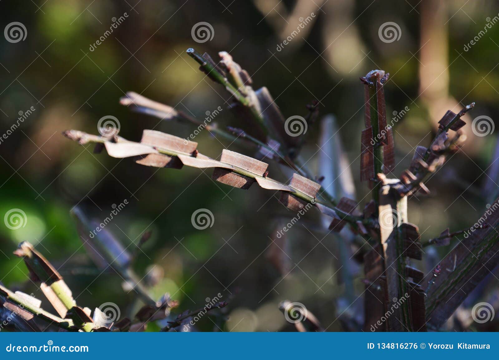 Winged spindle tree stock photo. Image of kanagawa, colorful - 134816276