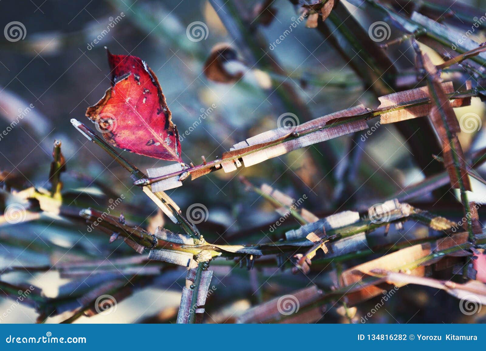 Winged spindle tree stock photo. Image of euonymus, park - 134816282