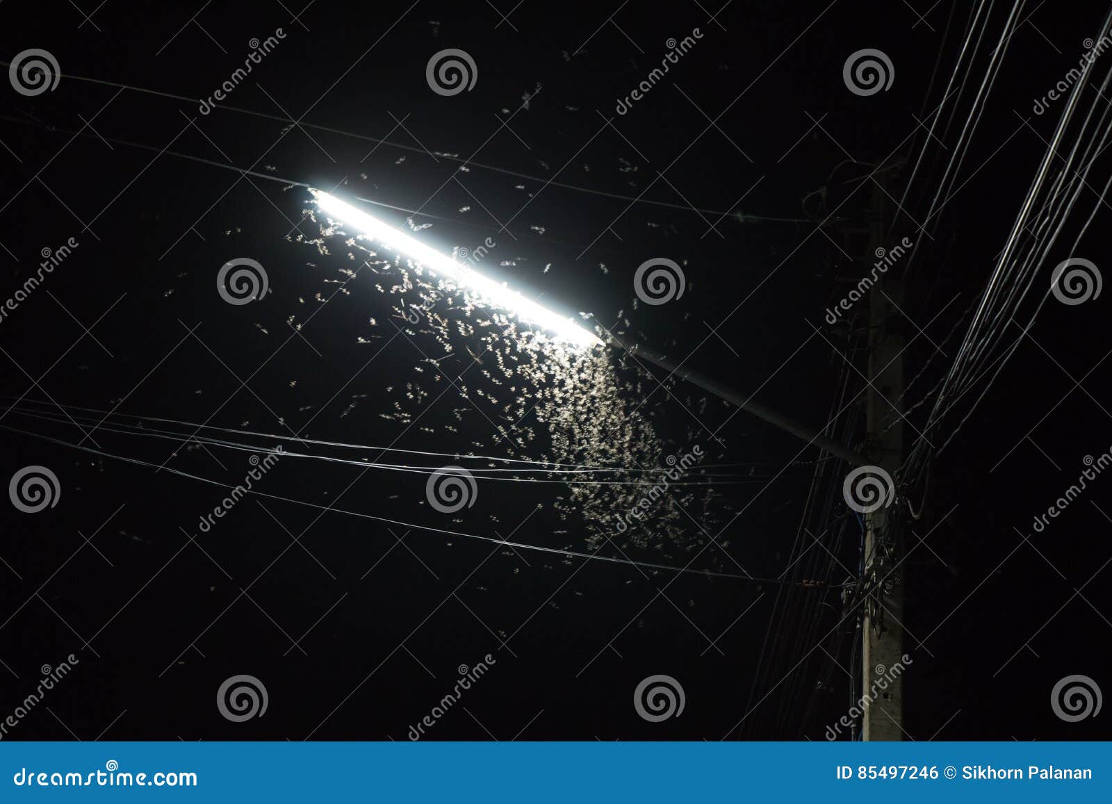 Winged Termite Flying Around Lamp Lighting Stock Photo - Image of front ...