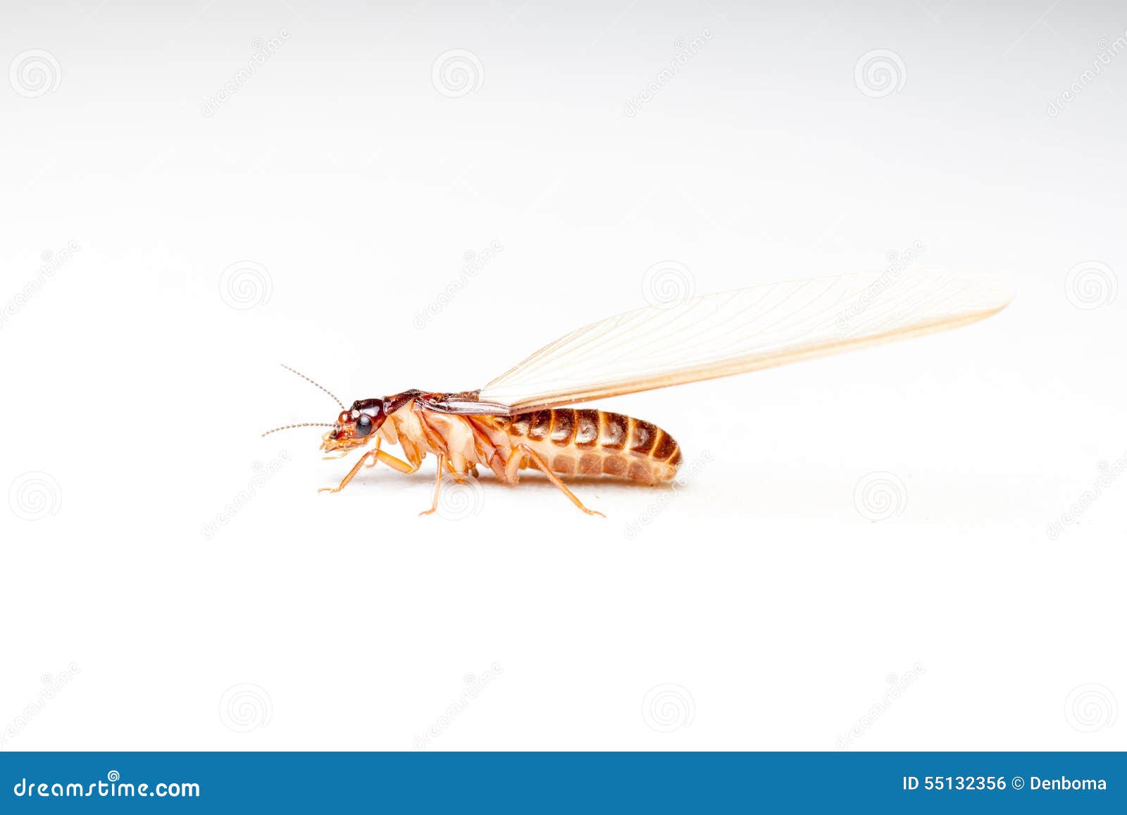 Winged Termites stock photo. Image of white, macro, termite - 55132356