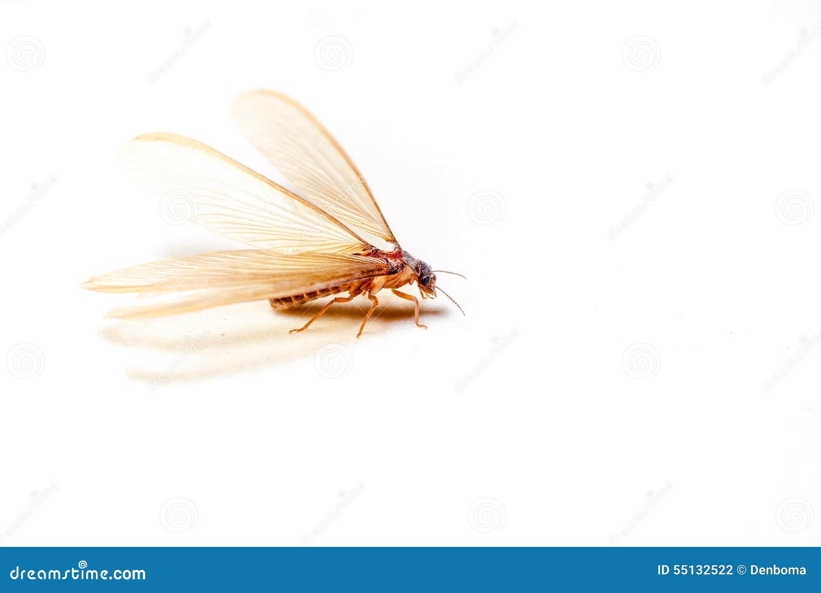 Winged Termites stock photo. Image of timber, macro, queen - 55132522