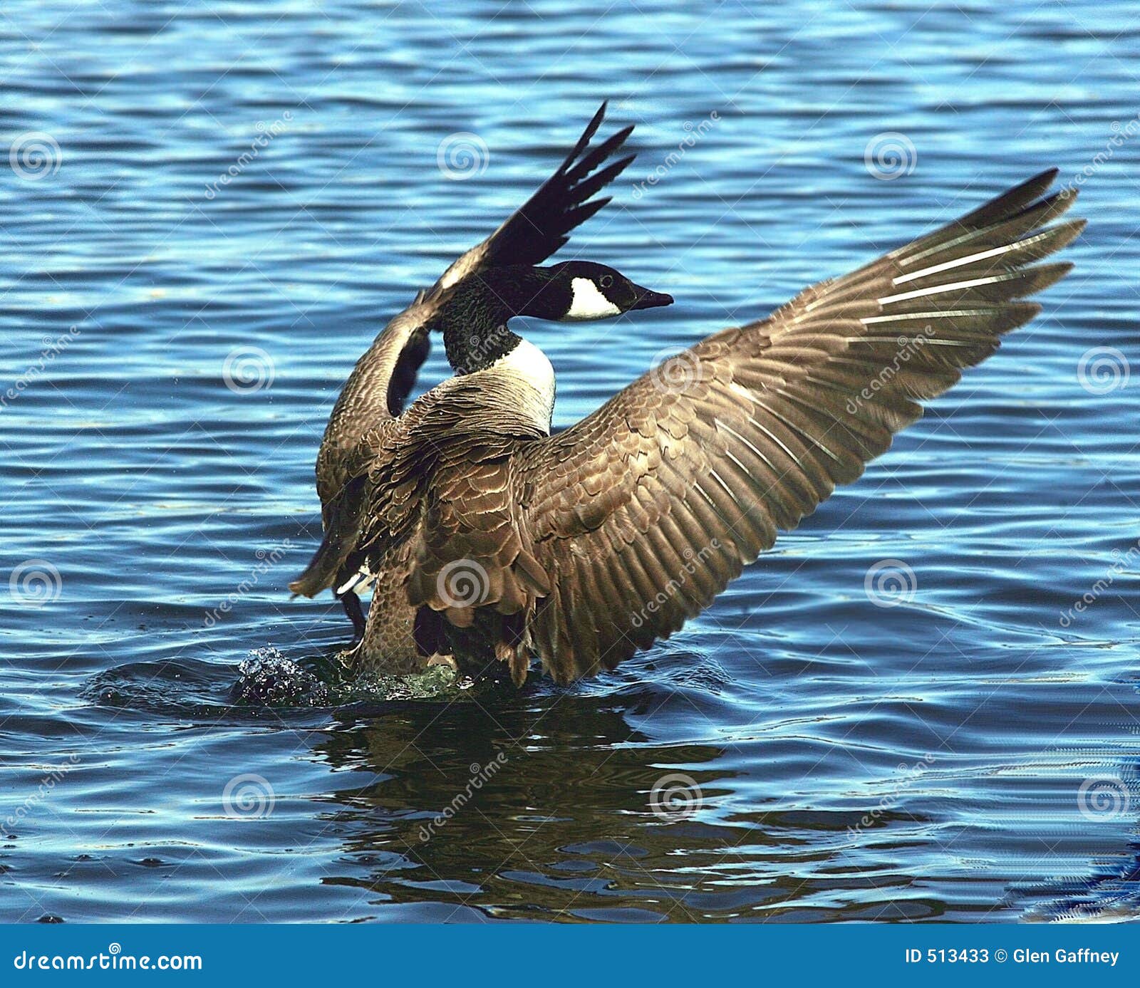 Winging it stock image. Image of lakes, wildlife, water - 513433
