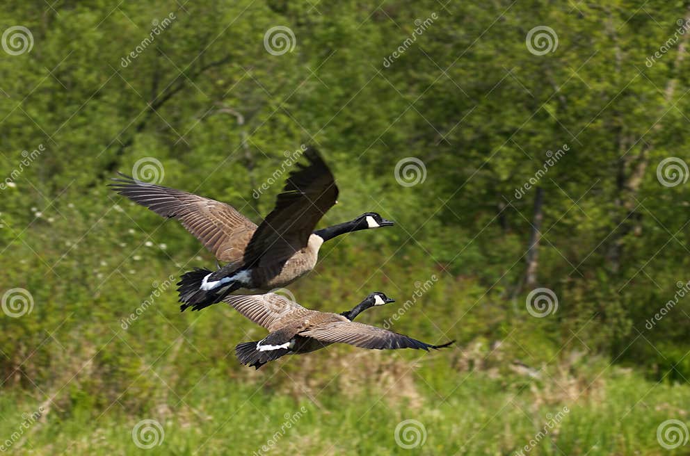 Winging it stock image. Image of flight, lake, unlimited - 872043
