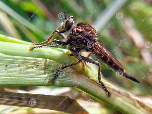 A Wingless Brown Dragonfly Crawling among the Dry Grass Stock Image ...