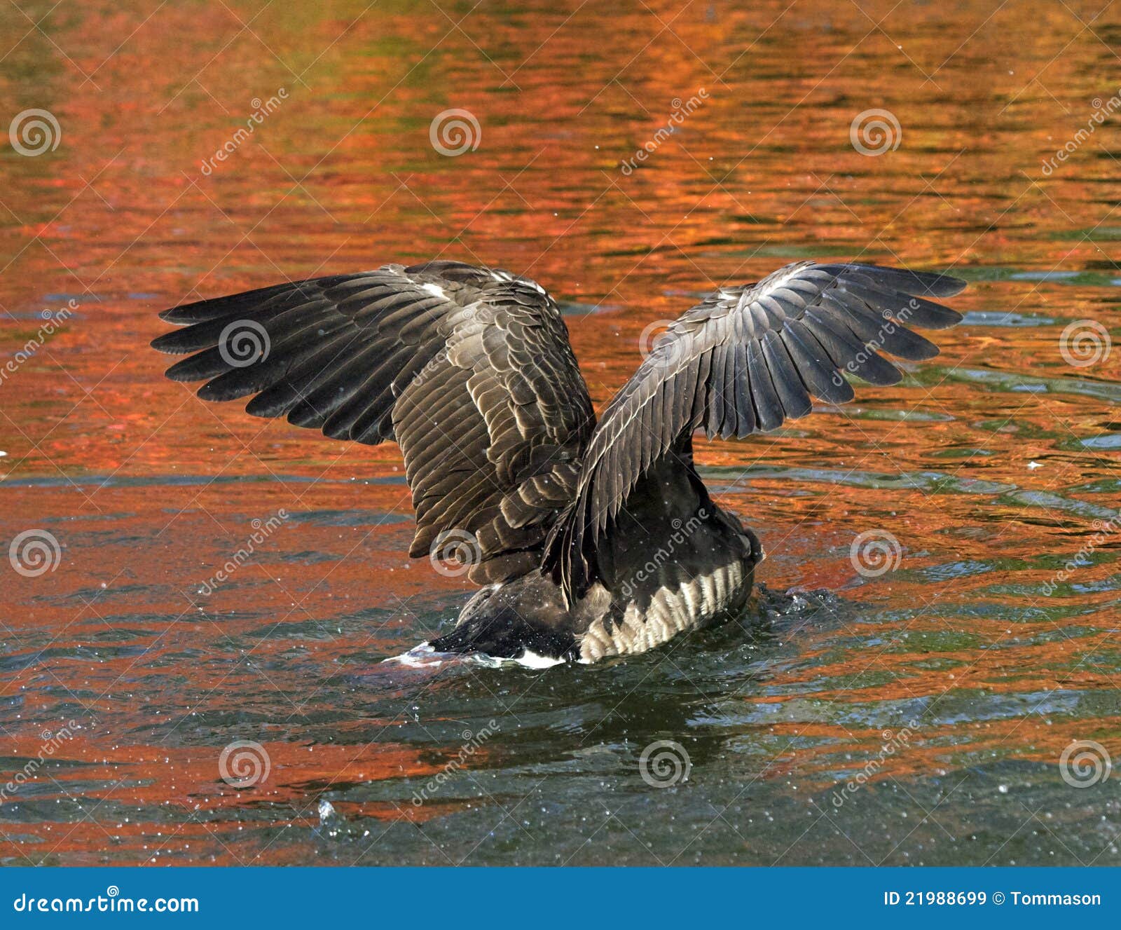 Wings stock image. Image of goose, autumn, feathers, animal - 21988699